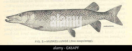 The Muskellunge is a large predatory fish found in North American ...