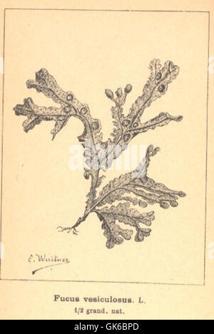 *Fucus vesiculosus*, commonly known as bladderwrack, is a type of brown ...