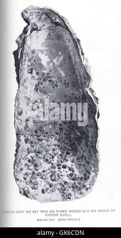 This image shows oyster spat, two or three weeks old, attached to the ...