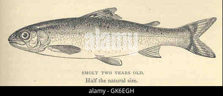 These are two-year-old smolts, juvenile fish that have matured from fry ...