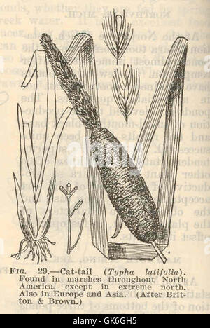 Common reed is Marsh and Wetland plant Stock Photo - Alamy