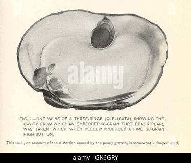 This image illustrates the anatomy of a freshwater mussel, showing key ...