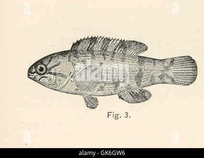 The Tautog, also known as Tautoga onitis, is a fish species native to ...
