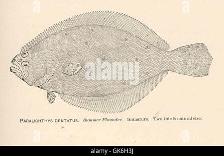 Paralichthys dentatus, commonly known as the summer flounder, is a ...