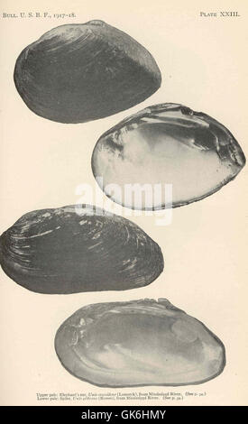 Two species of freshwater mussels from the Mississippi River: Quadrula ...