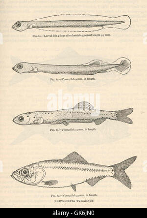 Brevoortia tyrannus, known as the menhaden, is a species of forage fish ...