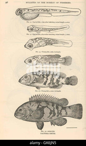 The Tautog, also known as Tautoga onitis, is a fish species native to ...