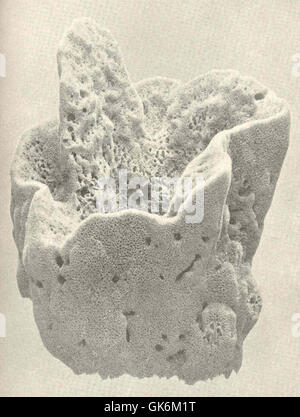 Anclote grass sponge is a marine species of sponge that thrives in ...