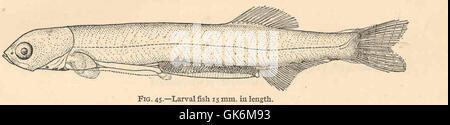 Larval fish of Anchovia mitchilli, commonly known as bay anchovy, 36 ...