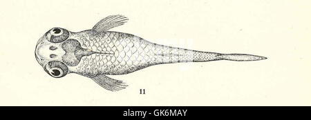 Gambusia affinis, commonly known as the mosquitofish, is shown here as ...
