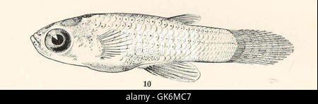 This image shows the embryo of Gambusia affinis, a species of ...