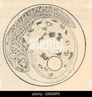 The egg of Cyprinodon variegatus, a species of fish, is shown with an ...