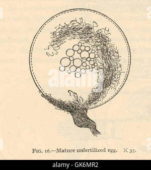 Lucania parva, a species of fish, shown as newly hatched with an actual ...