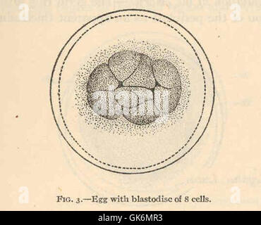 The egg of Cyprinodon variegatus, a species of killifish, shown 72 ...