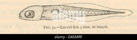 Gobiosoma bosci, a species of goby fish, is shown in its embryonic ...