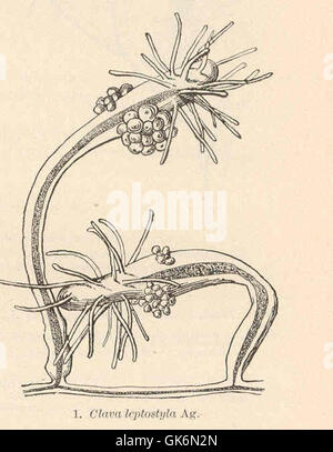 Clava leptostyla, a species of marine invertebrate, is shown here. This ...