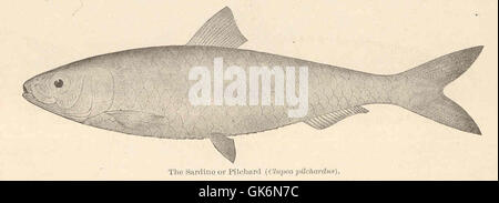 Pilchard, a species of small fish in the herring family, is often found ...