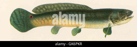 Amia calva, also known as the bowfin, is a freshwater fish native to ...