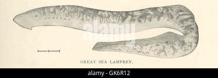 Sea Lamprey (Petromyzon marinus), drawing Stock Photo - Alamy