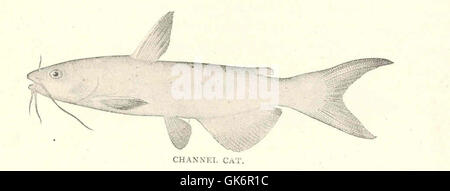 Ictalurus punctatus, the Channel Catfish, is a species found in the ...