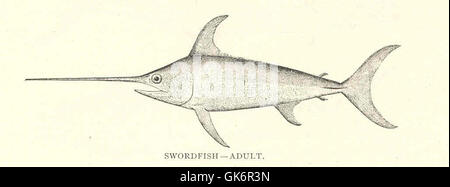 The adult swordfish is a large predatory fish known for its distinctive ...