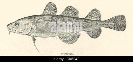 41877 Tomcod (Microgadus tomcod Walbaum Stock Photo - Alamy