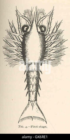 The image depicts the first larval stage of a marine species, a ...