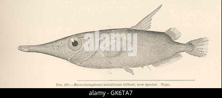 The illustration depicts the newly identified species, Gadomus ...