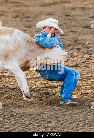 Cowboys in action riding horseback and roping a bull. bull is ...