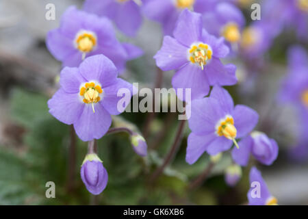 Pyrenean-violet (Ramonda myconi Stock Photo - Alamy