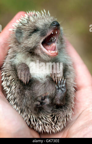 hedgehog, mammal, wild, eye, organ, human, human being, prickle ...