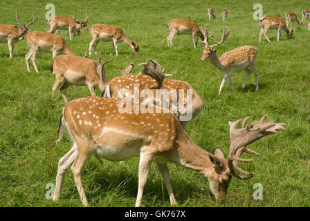 Fallow deer herd Stock Photo - Alamy