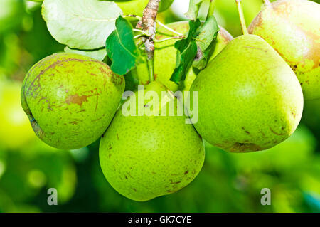 sour, tradition, pear, bulb, pear-tree, green, fruit, sour, tradition ...