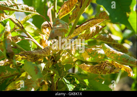 Pear slug (Caliroa cerasi) larva on leaf of Sorbus 'Eastern Promise ...