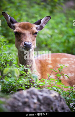 animal male masculine buck wildlife deer animal mammal male masculine ...