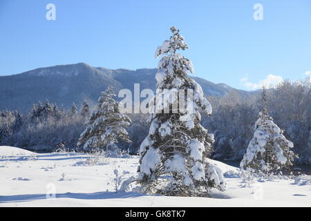 Winter pine tree sunny background. Close-up photo. Branches covered ...