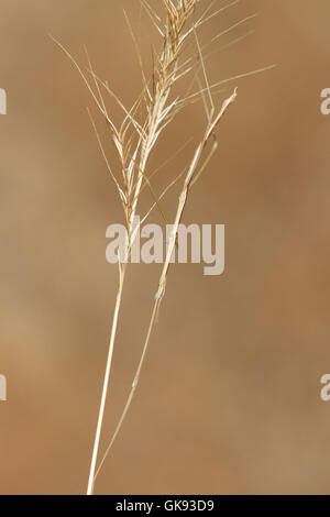 Wild stick insect ( Bacillus rossius ), a cryptic male on a dry stalk ...