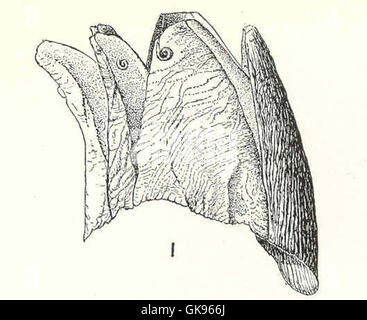 This illustration shows a lateral view of the marine species ...
