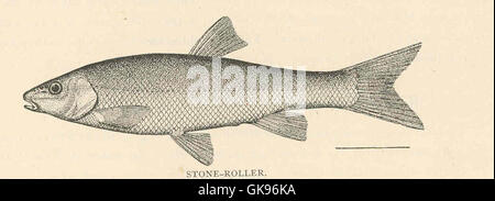 This entry provides a description of the fish species Notropis whipplii ...