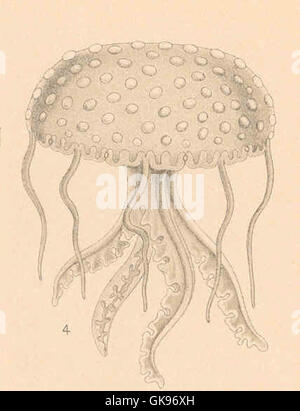 An illustration of the mature medusa of *Pelagia panopyra*, a species ...