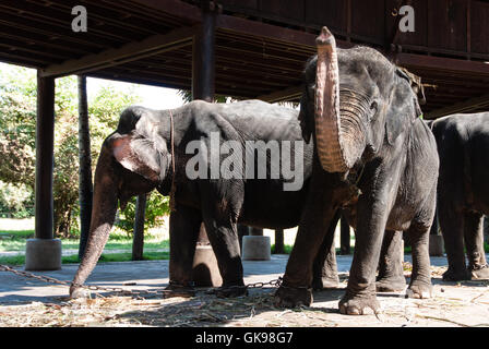 Elephant farm near Angkor Wat Stock Photo - Alamy