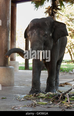 Elephant farm near Angkor Wat Stock Photo - Alamy