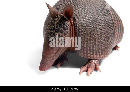 mammal, wildlife, claws, armadillo, armor, battleship, viviparous ...