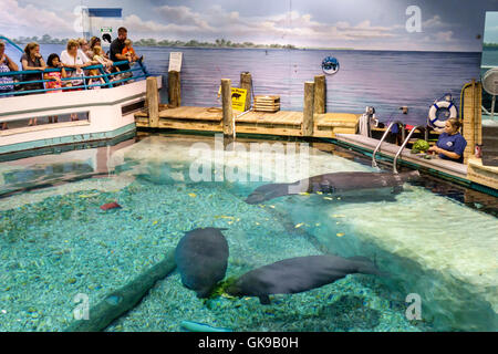 Florida,South,Gulf Coast,Bradenton,South Florida Museum,Parker Manatee ...