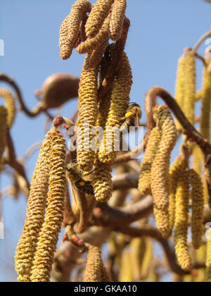 Twisted or Corkscrew Hazel, 'Corylus avellana 'Contorta',view of small ...