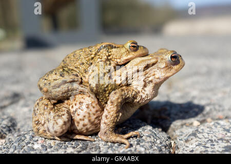 mammal, frog, toads, reproduction, mating, mate, love, in love, fell in ...