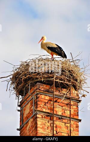 step tier animal bird fauna swan nest put sitting sit white nature step ...