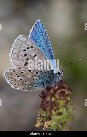 Common blue butterfly, Polyommatus icarus, perching on cornflower Stock ...