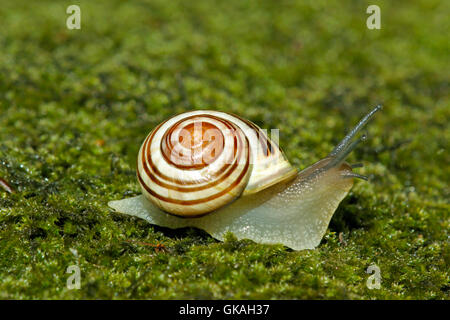 snail, mucous, snail shell, creep, mollusc, locomotion, snail, mucous ...