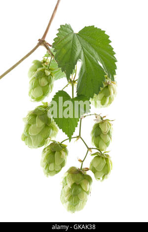 leaf, stalk, stem, hop, creeper, lawn, green, plant, leaf, spice ...